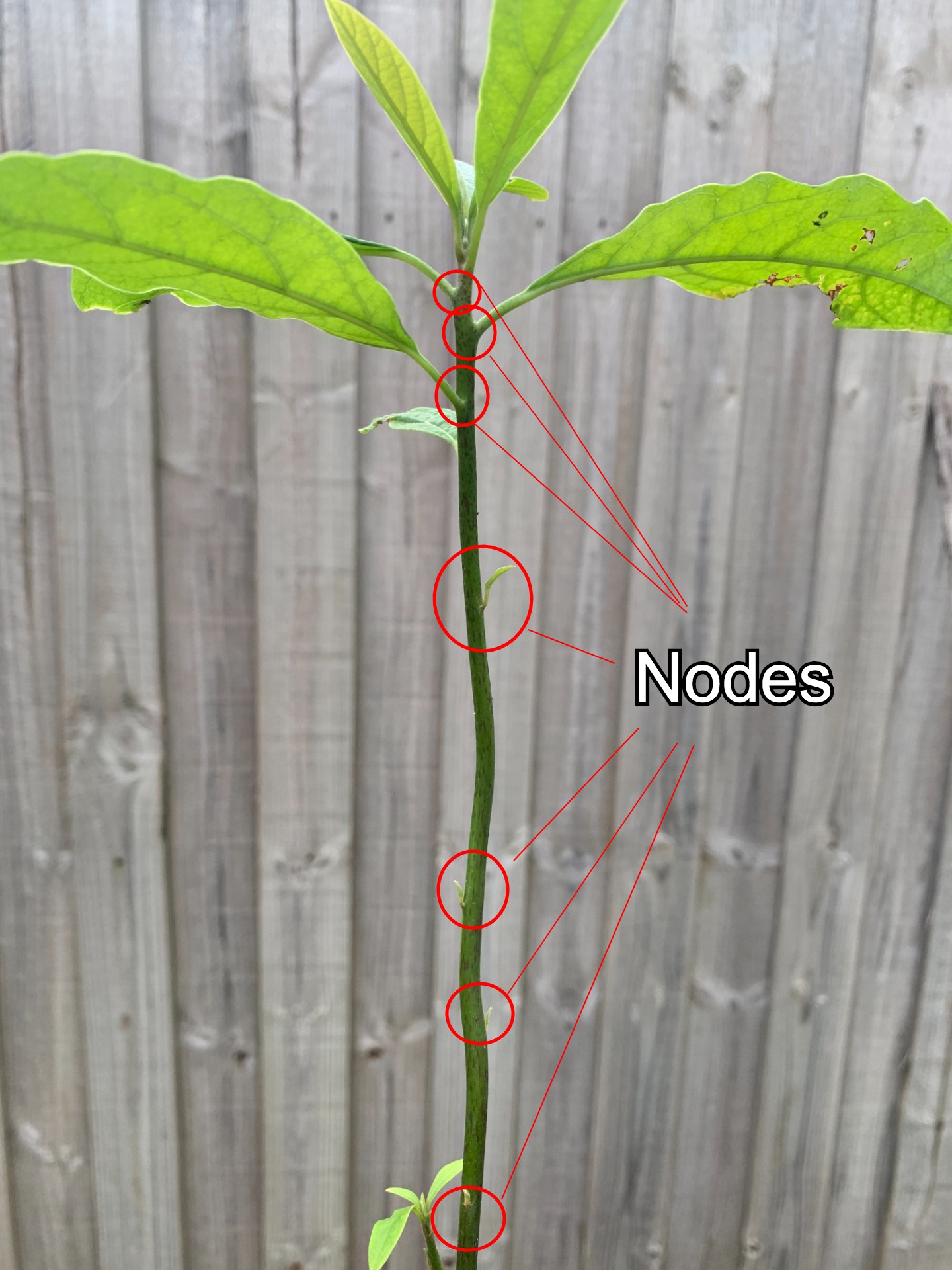 How To Prune An Avocado Tree – Scott Grows an Avocado Tree